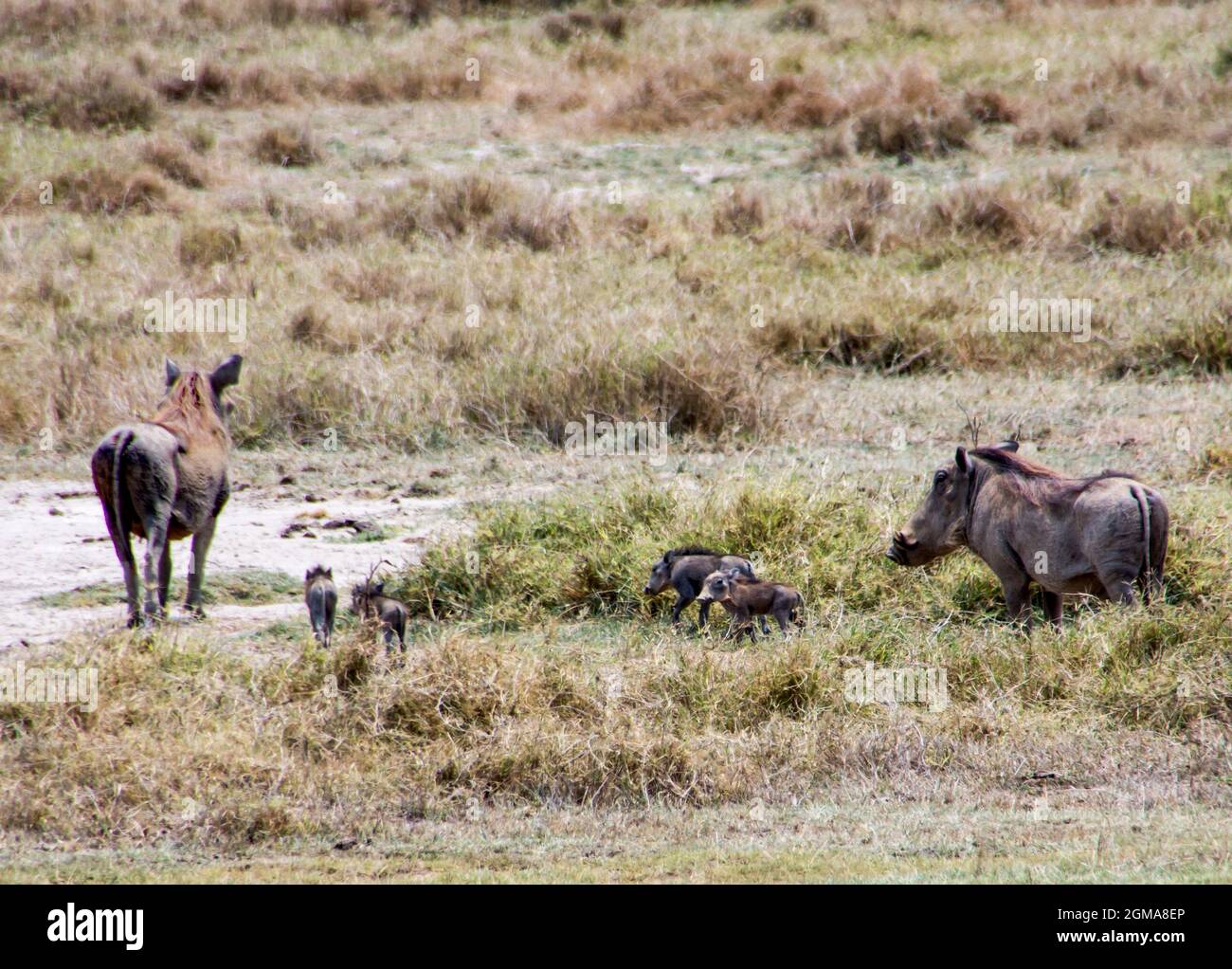 Warthogs in kenya africa hi-res stock photography and images - Alamy