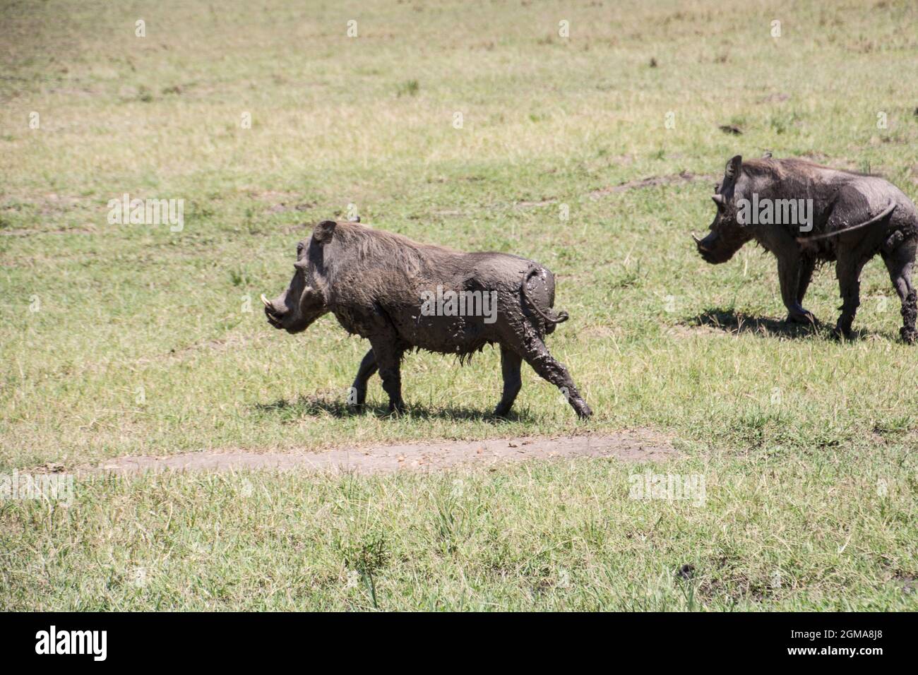 Warthogs in kenya africa hi-res stock photography and images - Alamy