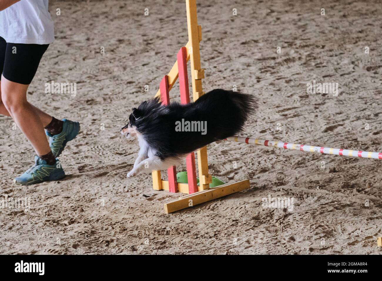 Speed and agility, sports with dog. Black fluffy Shetland Shepherd ...