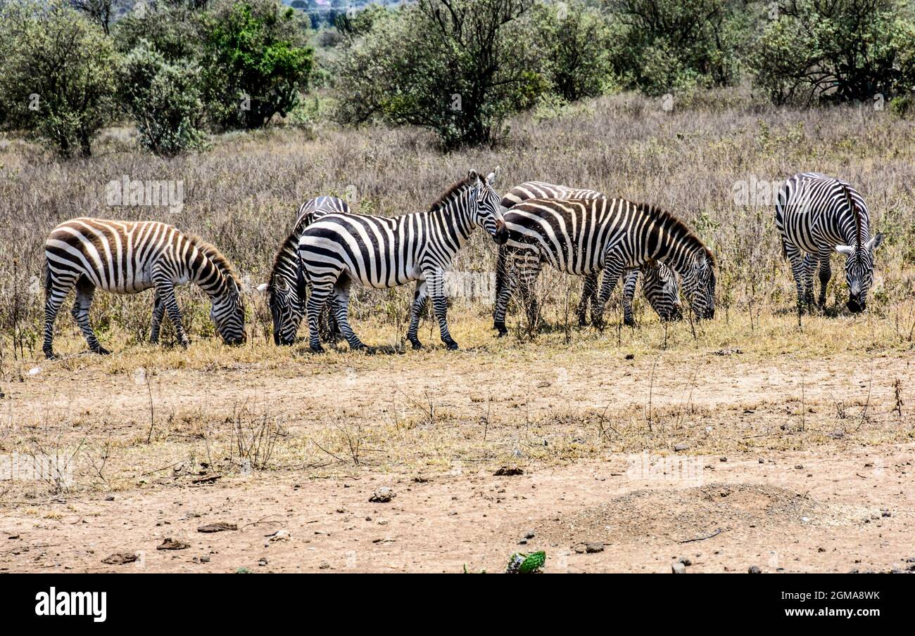 Zebras in Kenya Africa Stock Photo - Alamy