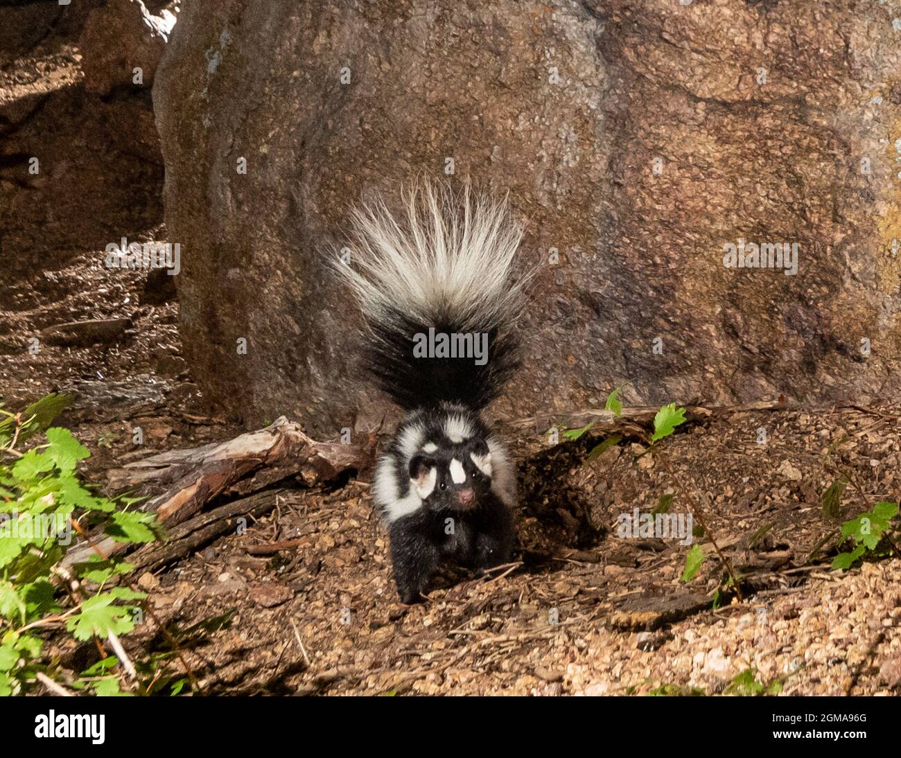 Western Spotted Skunk Stock Photo - Alamy