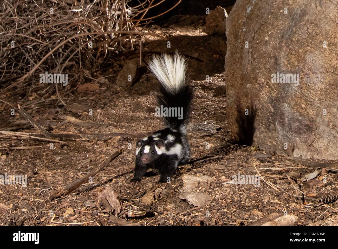 Spotted skunk handstand hi-res stock photography and images - Alamy
