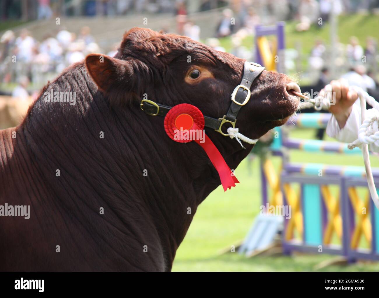 A Large Powerful Championship Winner Brown Bull Stock Photo - Alamy