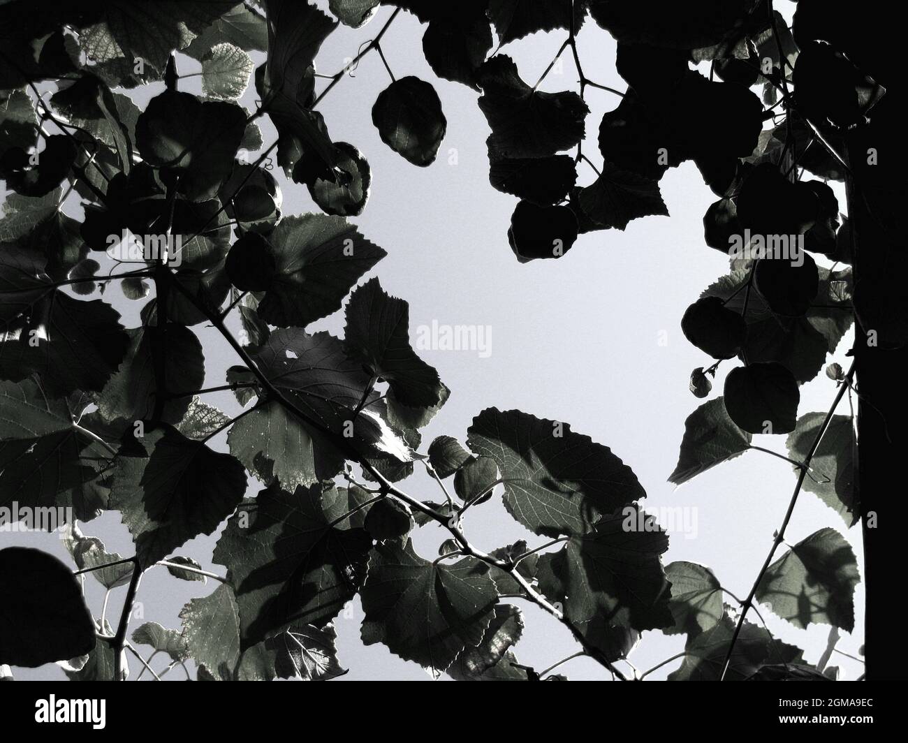 Grayscale of tree foliage under the sun Stock Photo - Alamy