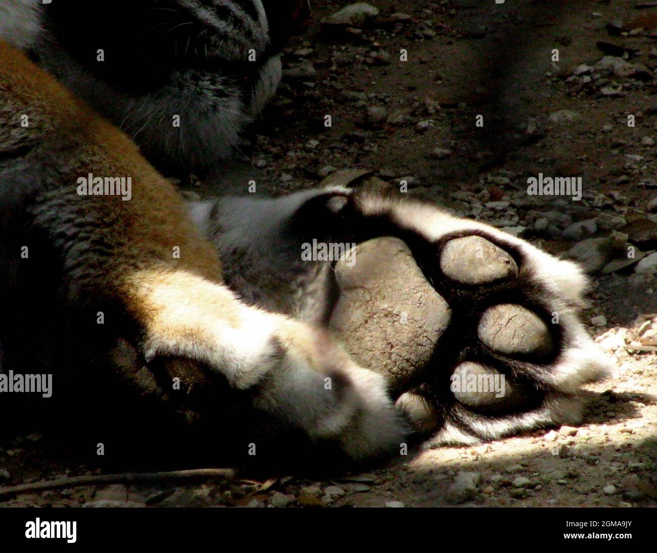 Closeup of paws of a big cat Stock Photo - Alamy