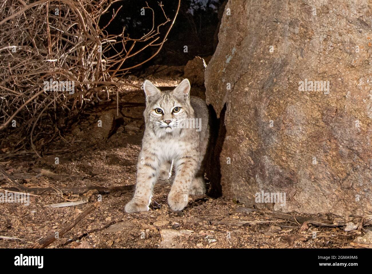 Bobcat in camera trap Stock Photo - Alamy