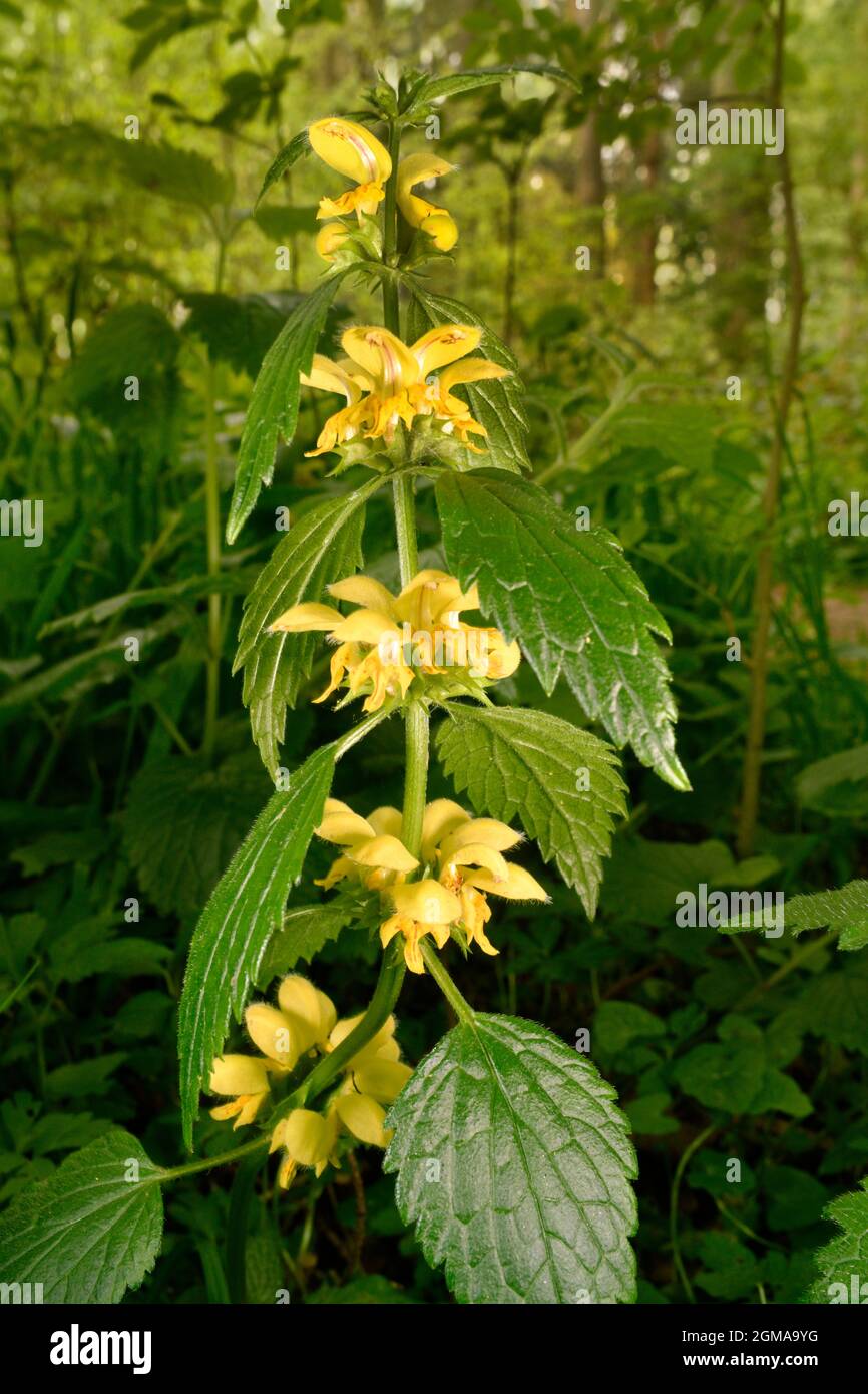 Yellow Archangel - Lamiastrum galeobdolon Stock Photo - Alamy
