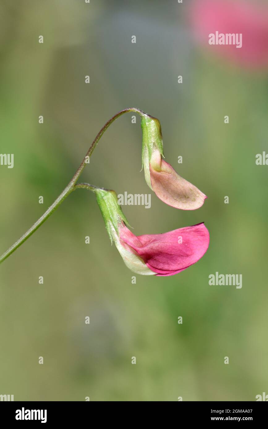 Grass Vetchling Lathyrus nissolia Stock Photo - Alamy