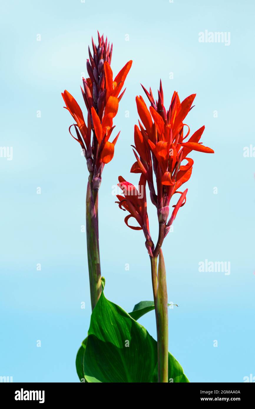 African arrowroot hi-res stock photography and images - Alamy