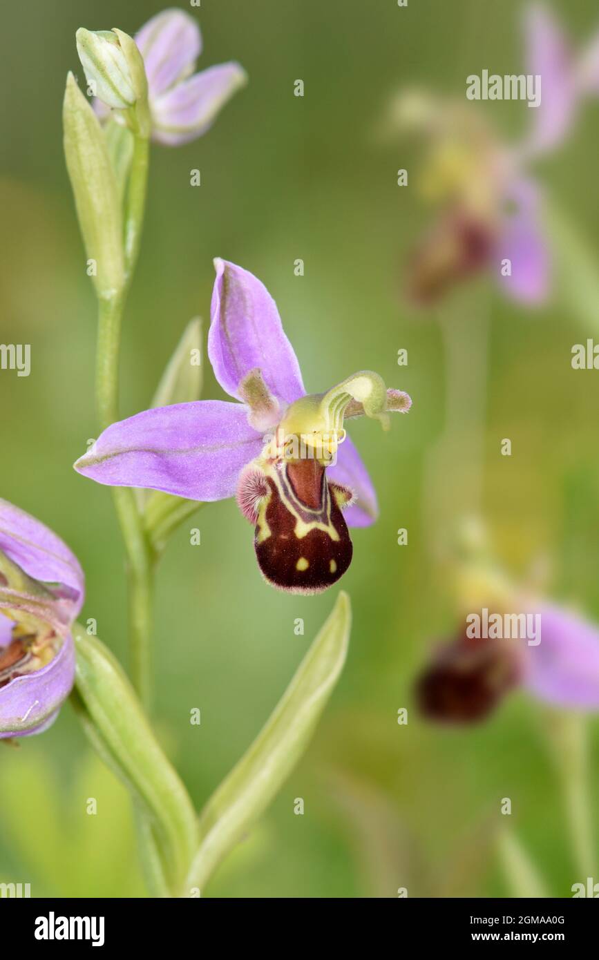 Bee Orchid - Ophrys apifera Stock Photo - Alamy