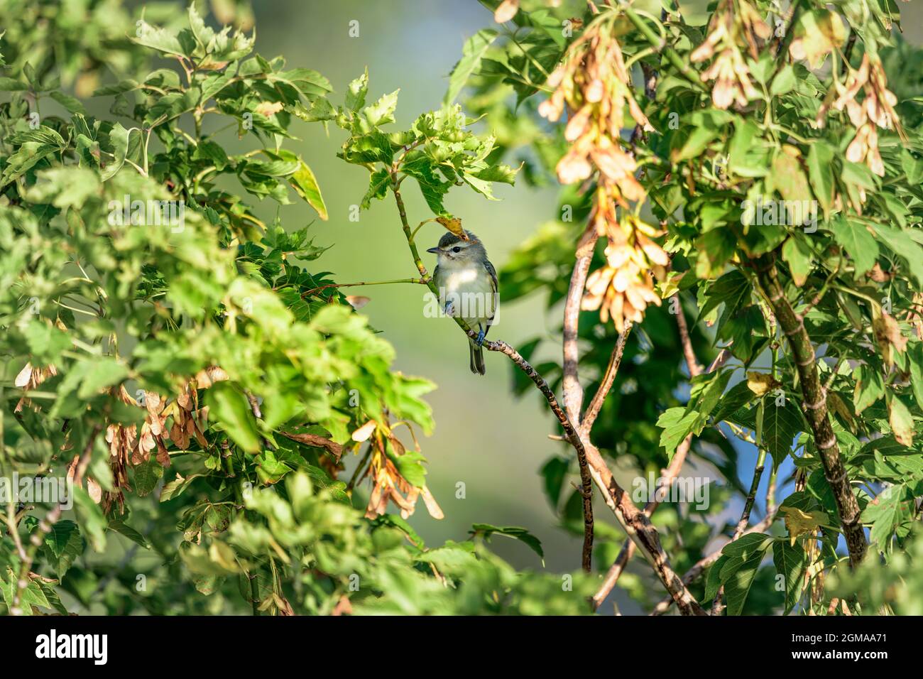 Vireo belli hi-res stock photography and images - Alamy