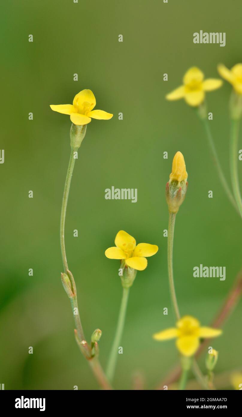 Rare centaury hi-res stock photography and images - Alamy