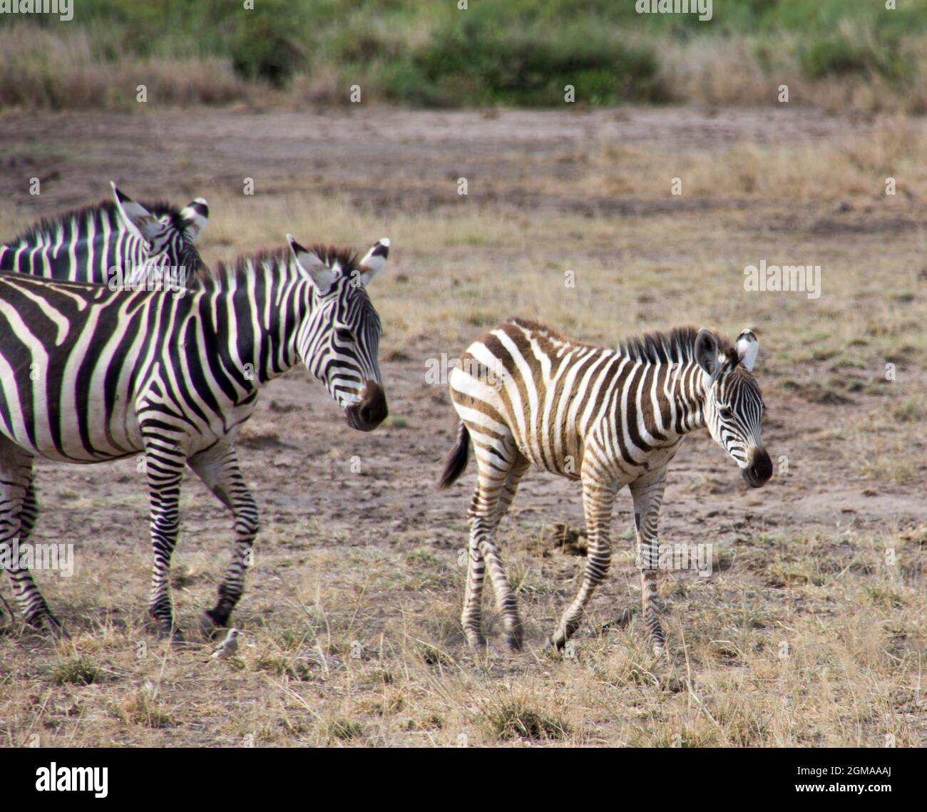 Zebras in Kenya Africa Stock Photo - Alamy