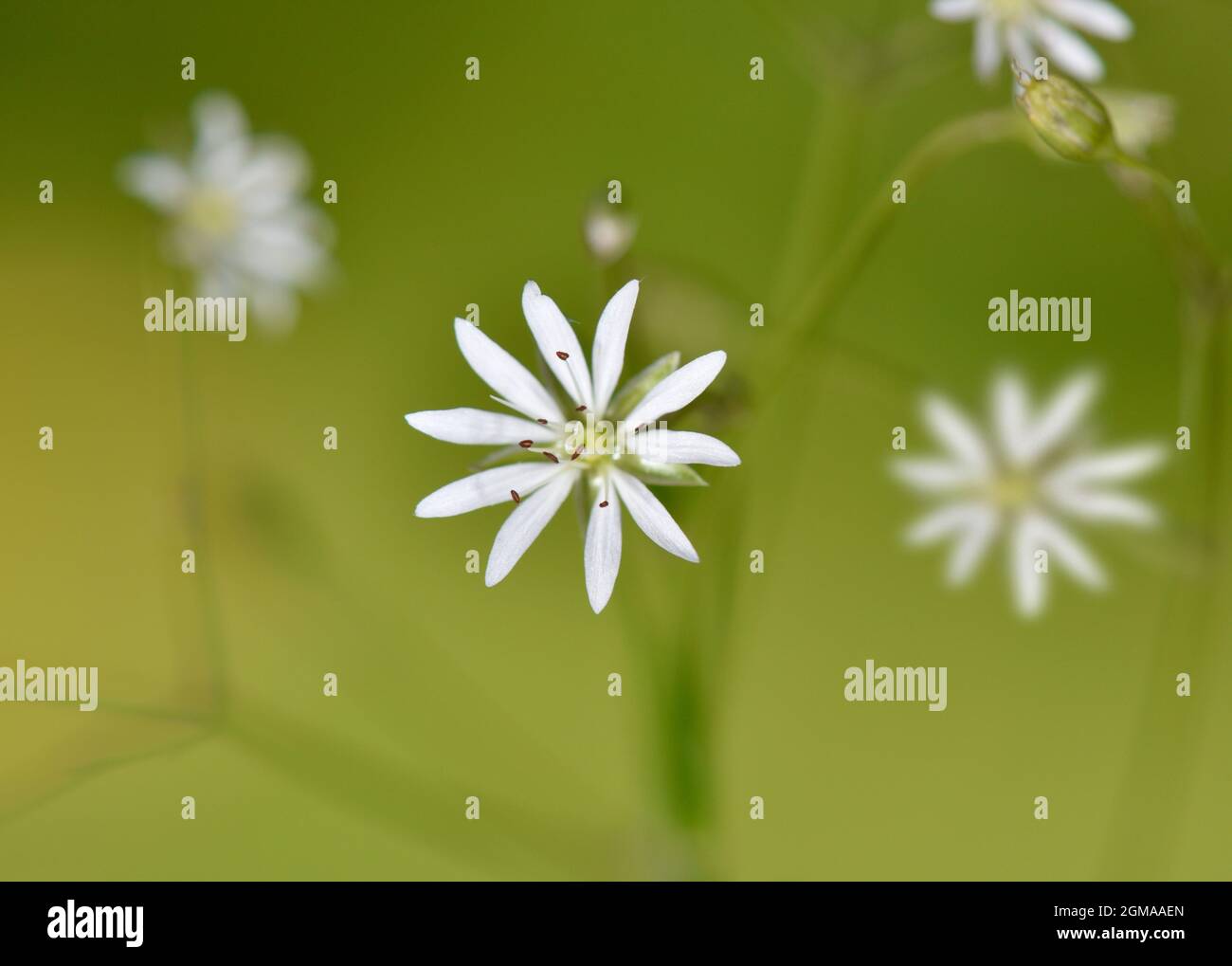 Lesser stitchwort hi-res stock photography and images - Alamy