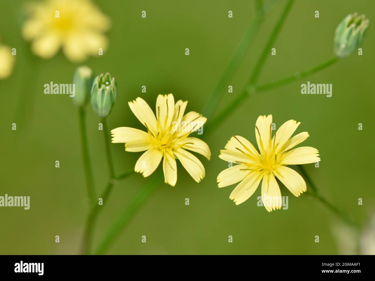 Nipplewort - Lapsana communis Stock Photo - Alamy