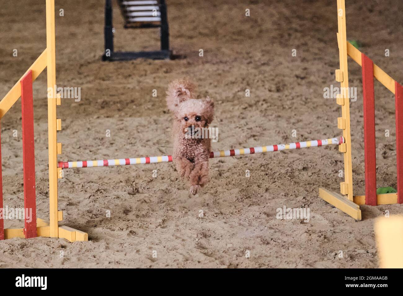 Speed and agility, sports with dog. Miniature curly toy poodle of red ...