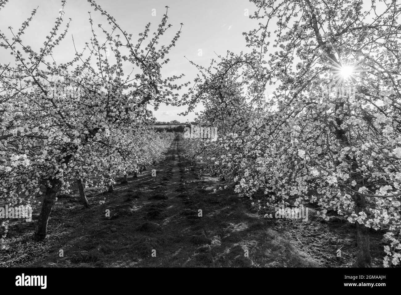 Apple blossom in bloom in a modern cider orchard Stock Photo - Alamy
