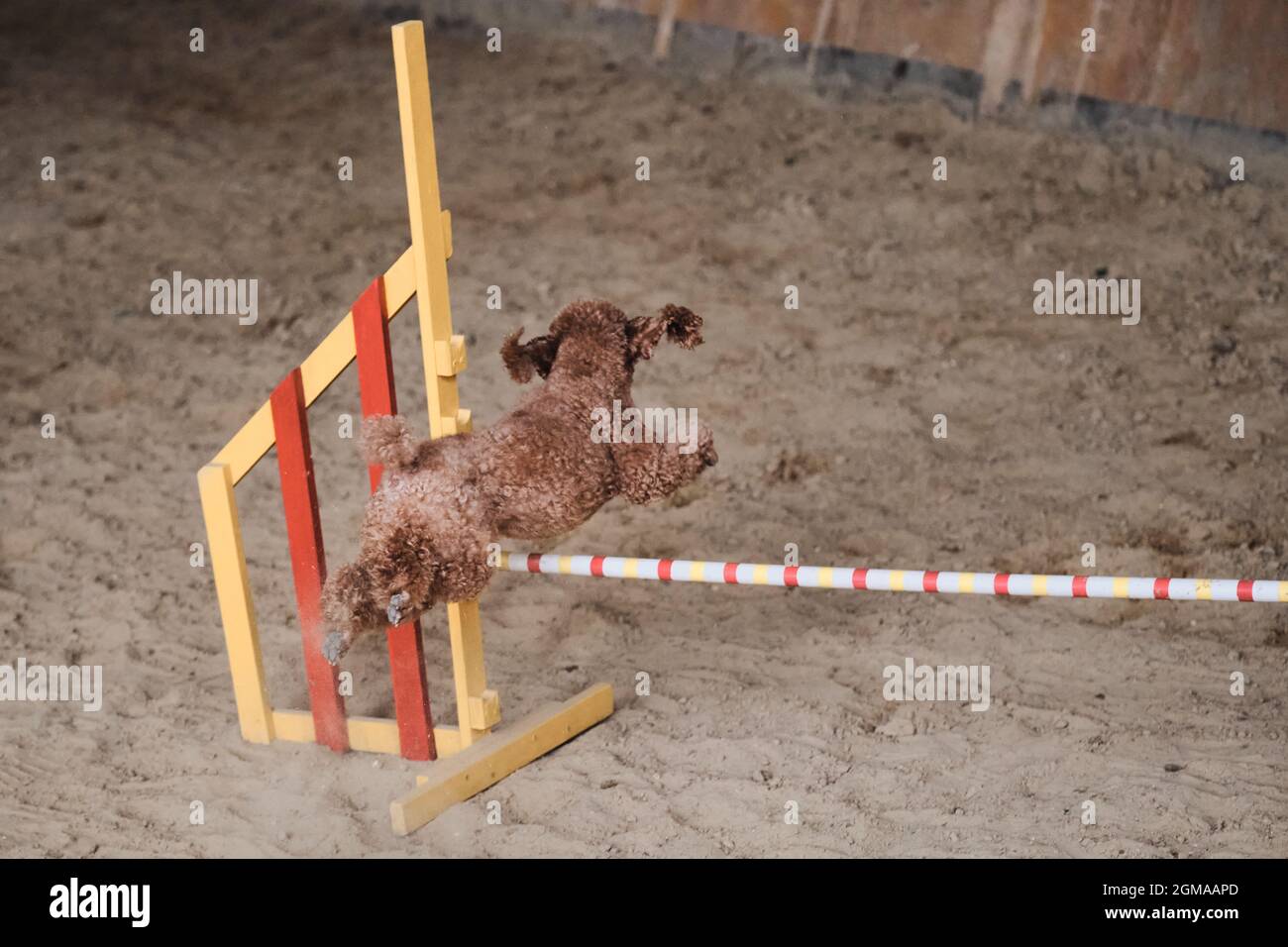Speed and agility, sports with dog. Miniature curly toy poodle of red ...