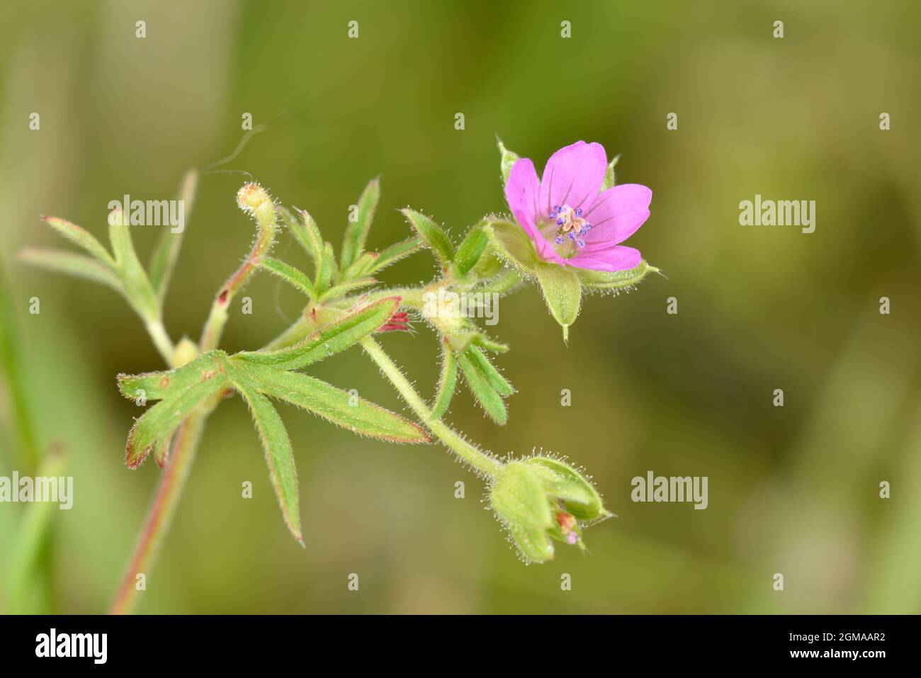 Cut-leaved Crane's-bill - Geranium dissectum Stock Photo - Alamy