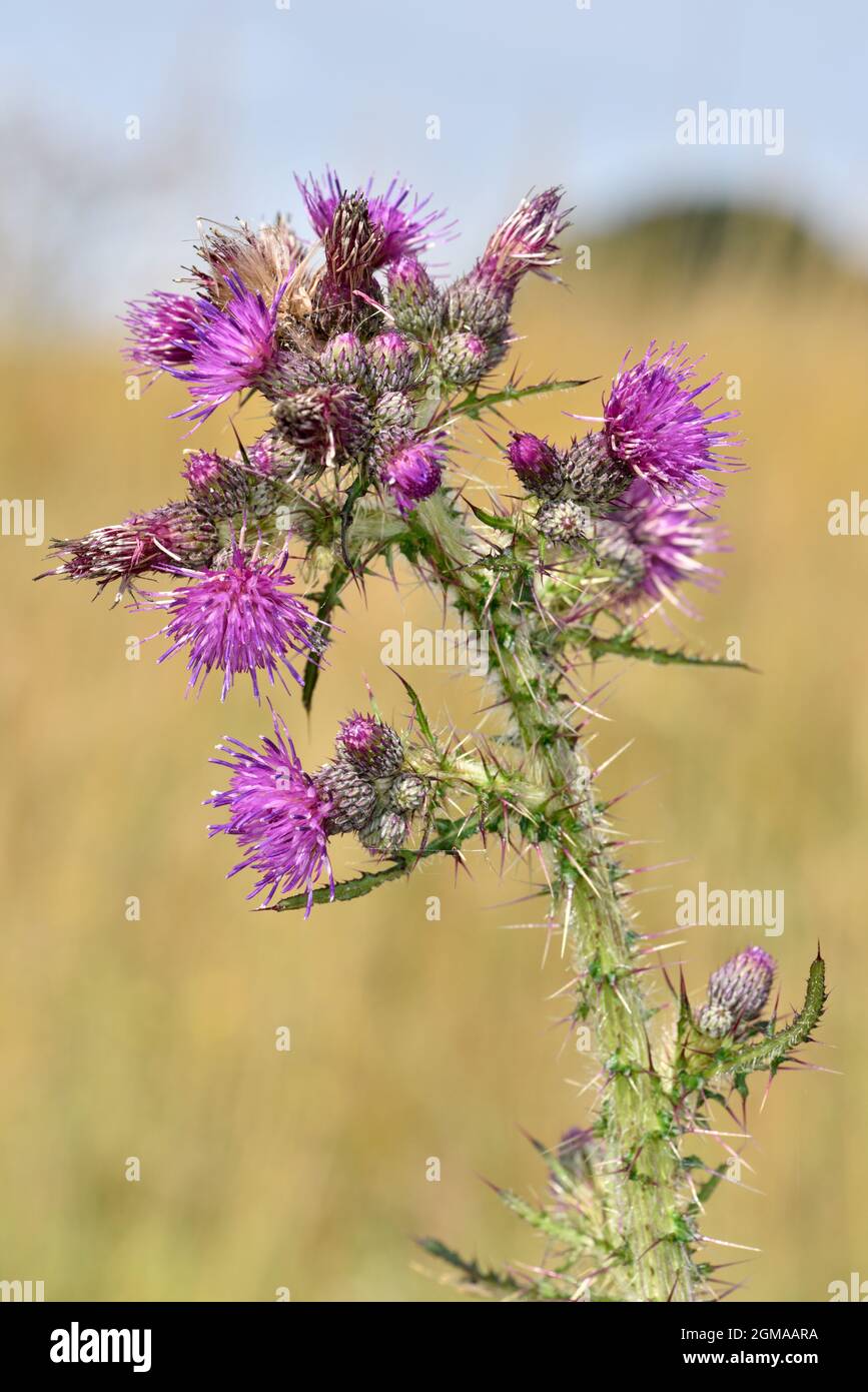 Marsh Thistle - Cirsium palustre Stock Photo - Alamy