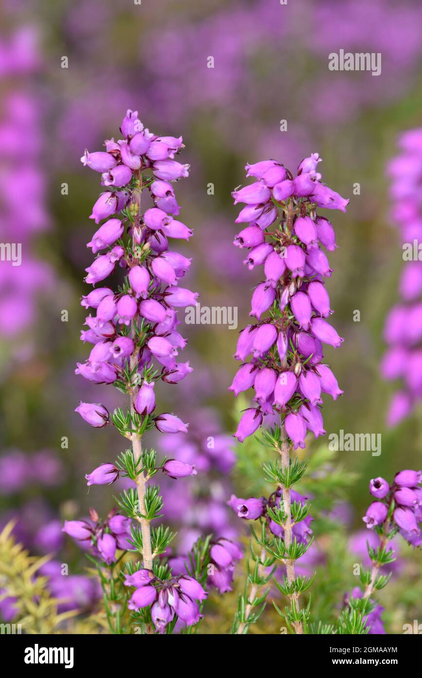 Bell Heather - Erica cinerea Stock Photo - Alamy