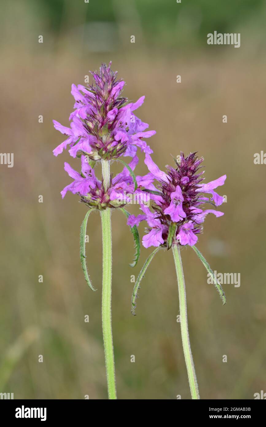 Betony - Stachys officinalis Stock Photo - Alamy