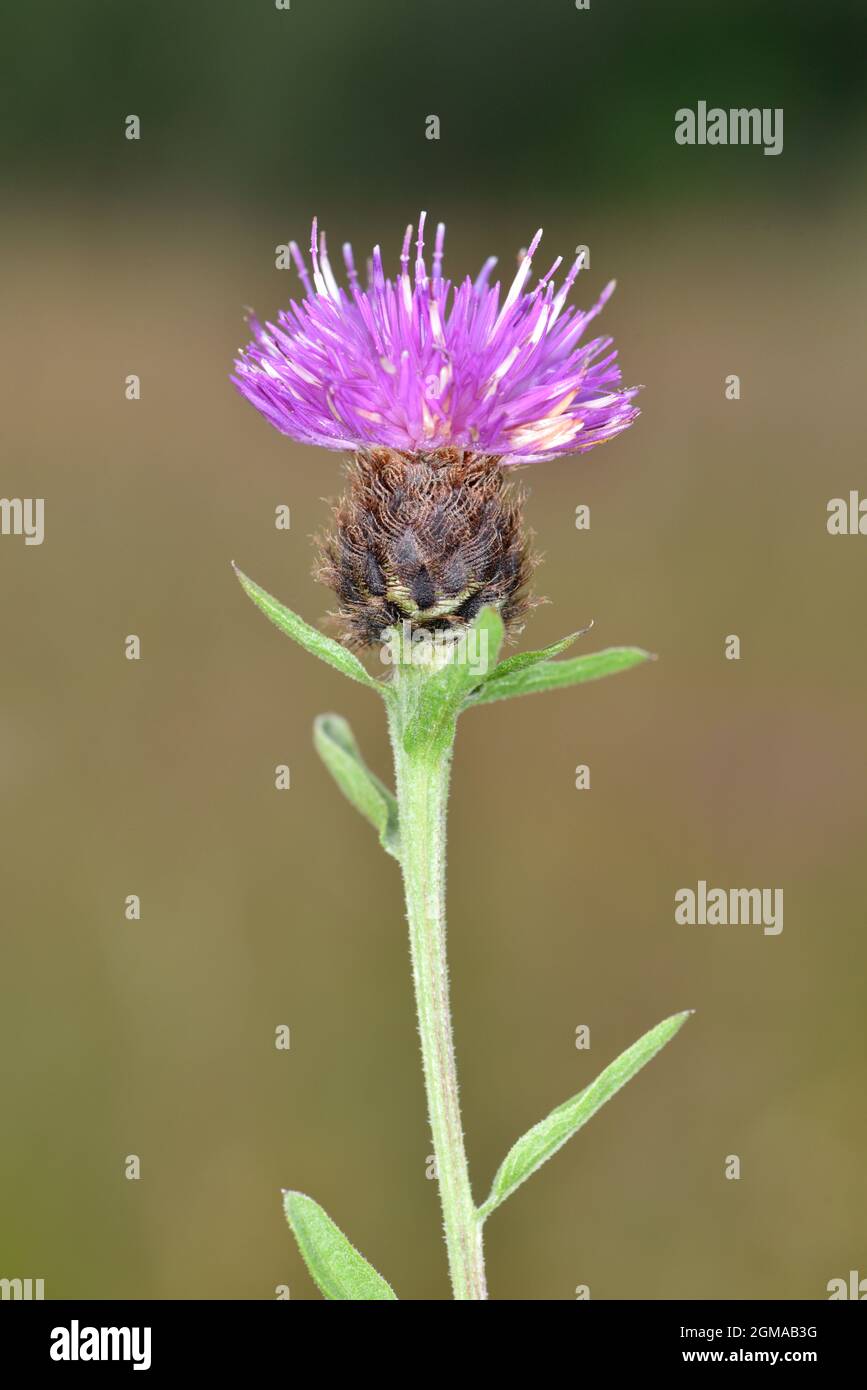 Common Knapweed - Centaurea nigra Stock Photo - Alamy