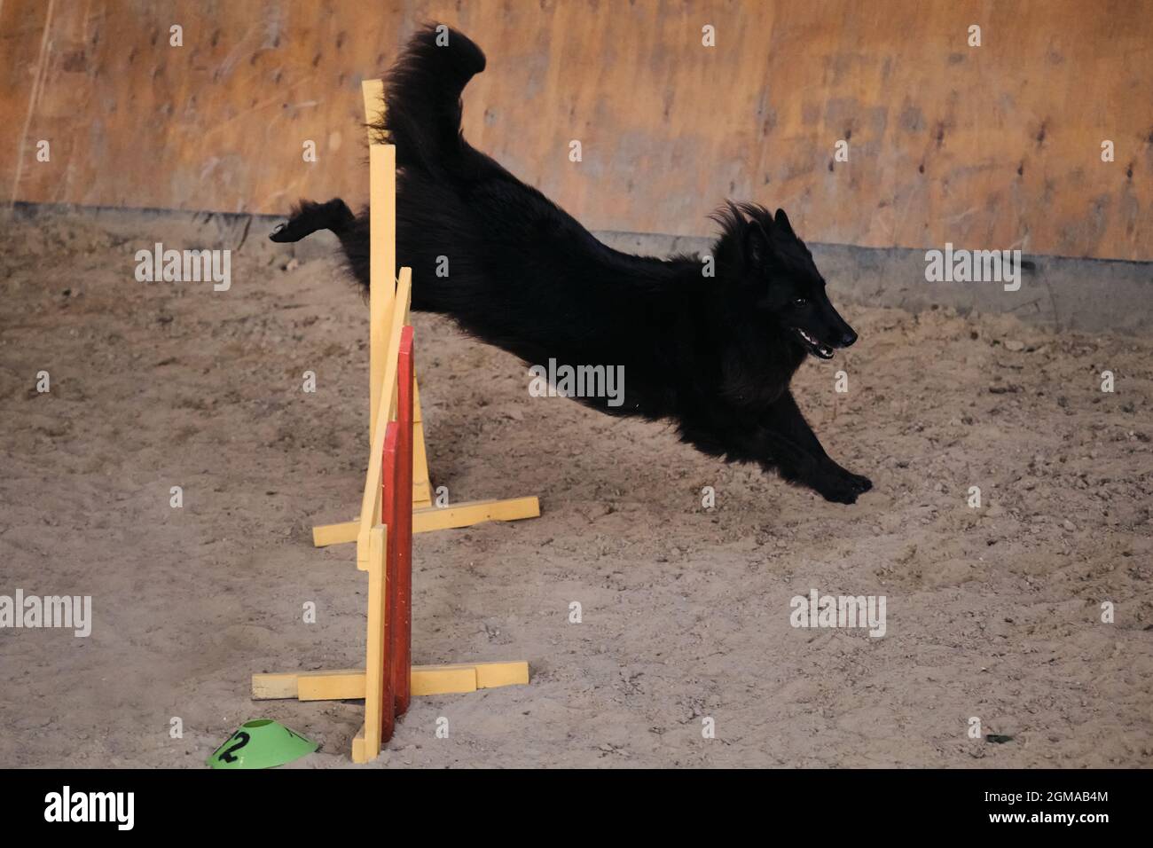 Action agile agility fast dog hi-res stock photography and images - Alamy