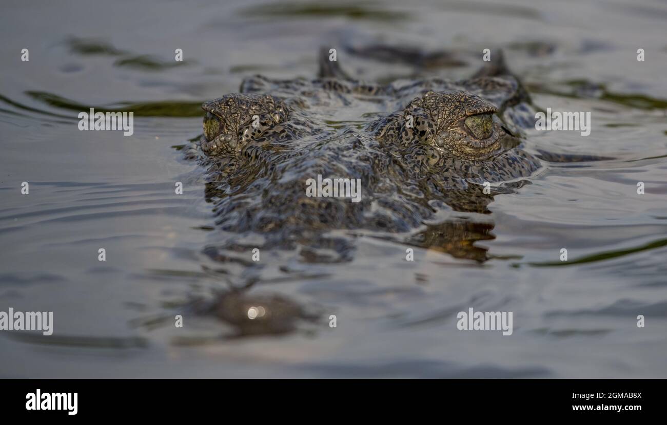 Creepy crocodile swimming in the water Stock Photo - Alamy