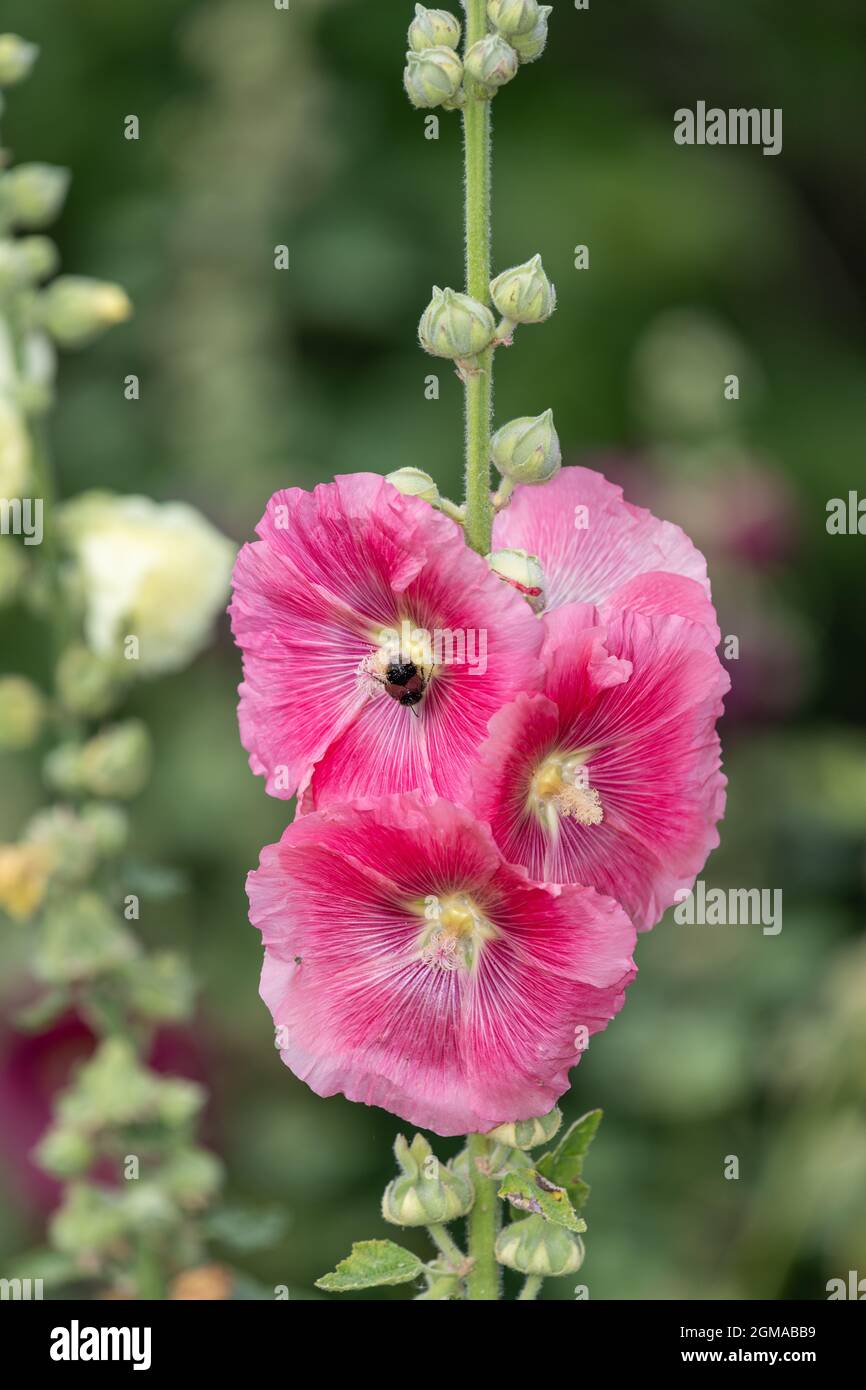 Close up of pink common hollyhock (alcea rosea) flowers in bloom Stock ...