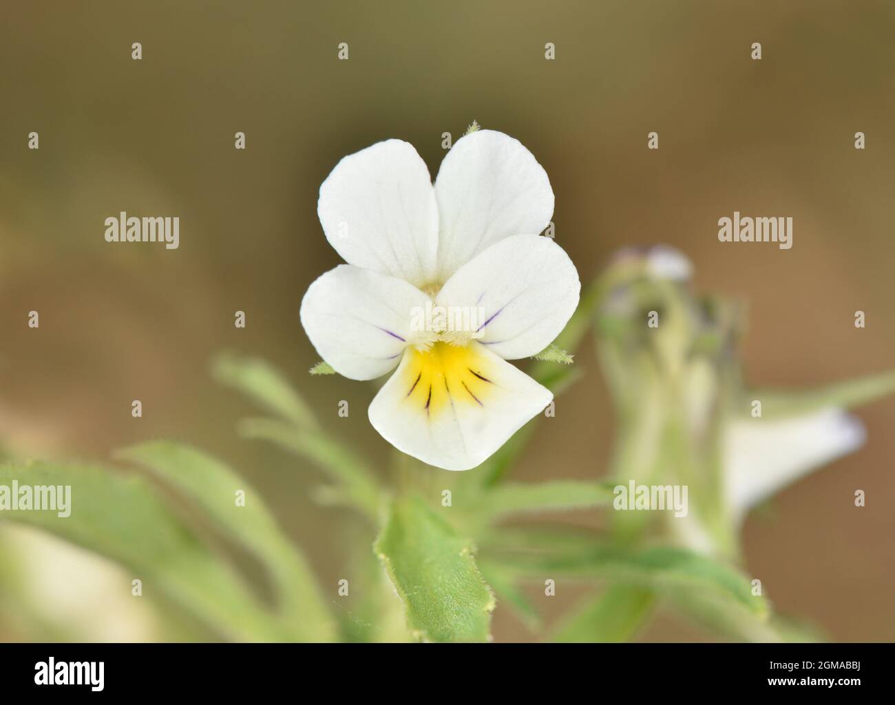Field Pansy - Viola arvensis Stock Photo - Alamy