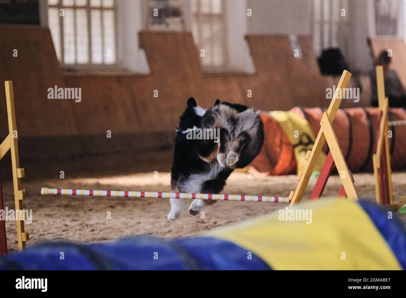 Speed and agility sports with dog. Australian Shepherd Aussie black ...