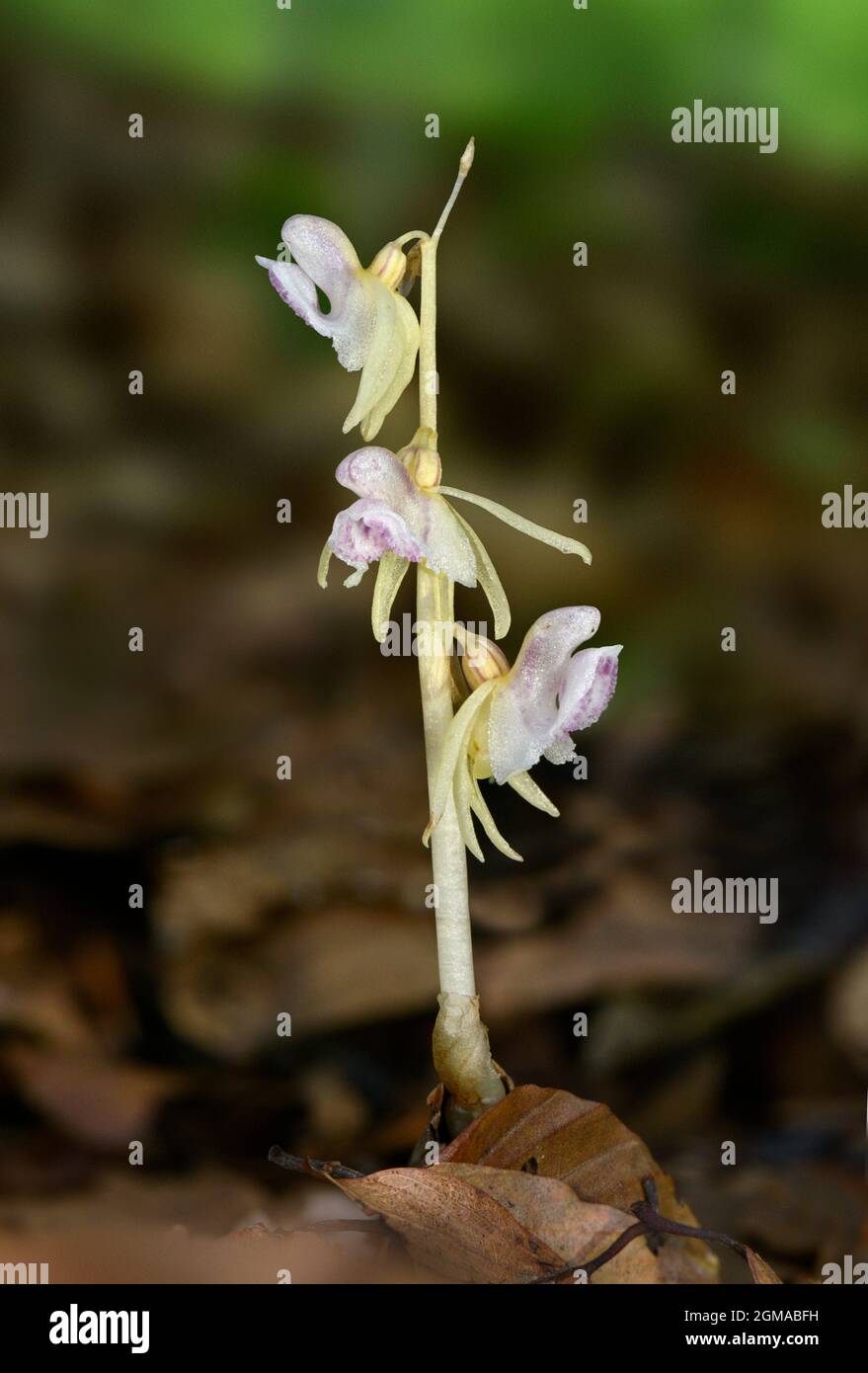 Ghost Orchid - Epipogium aphyllum Stock Photo - Alamy