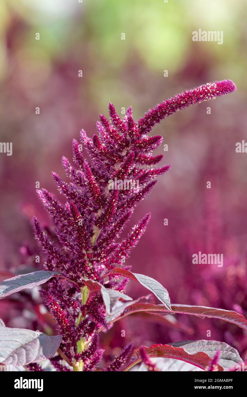 Close up of a Prince of Wales feather (amaranthus hypochondriacus ...