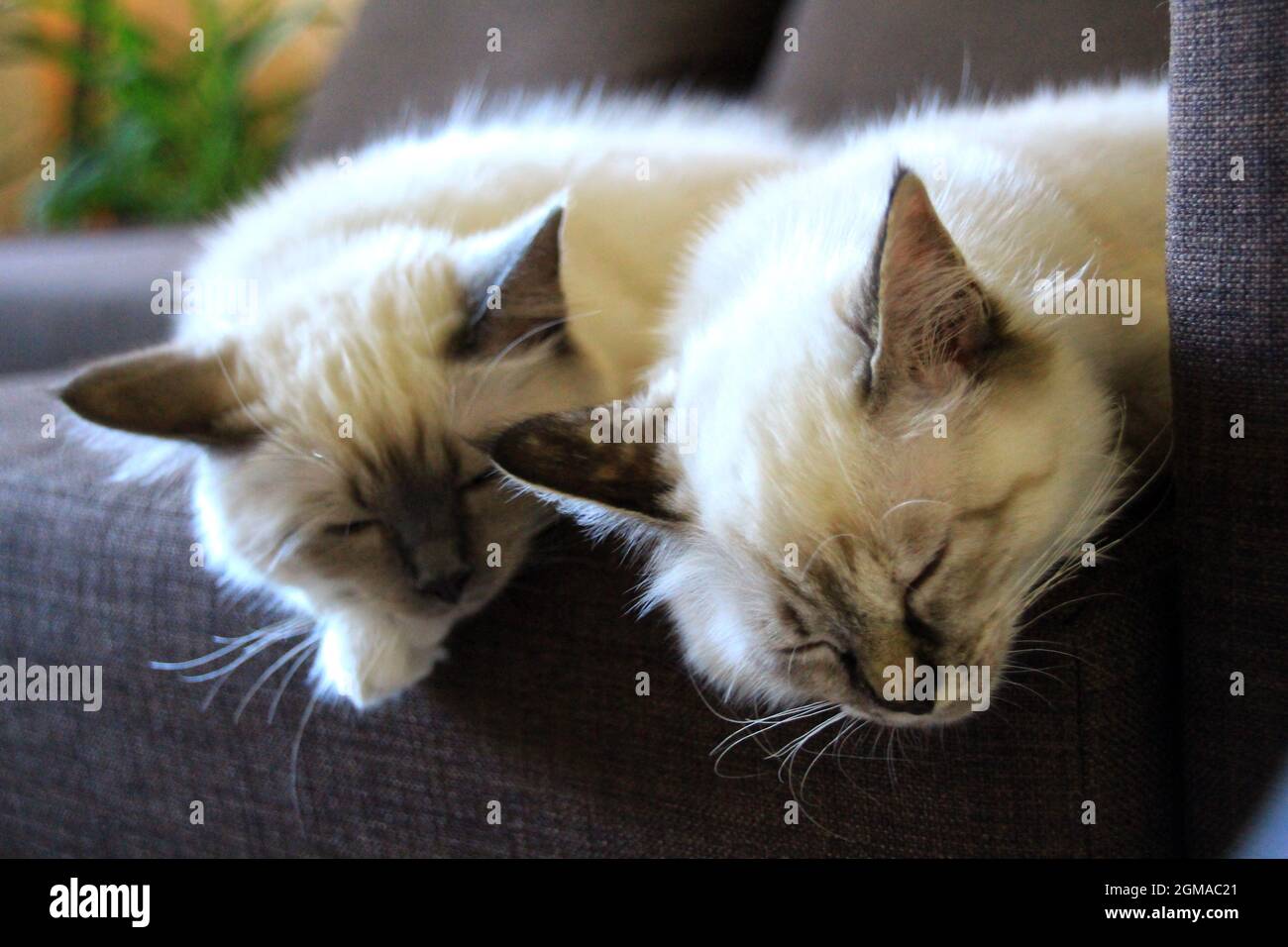 Sweet Kiity Cat Sacred Birman Stock Photo - Alamy