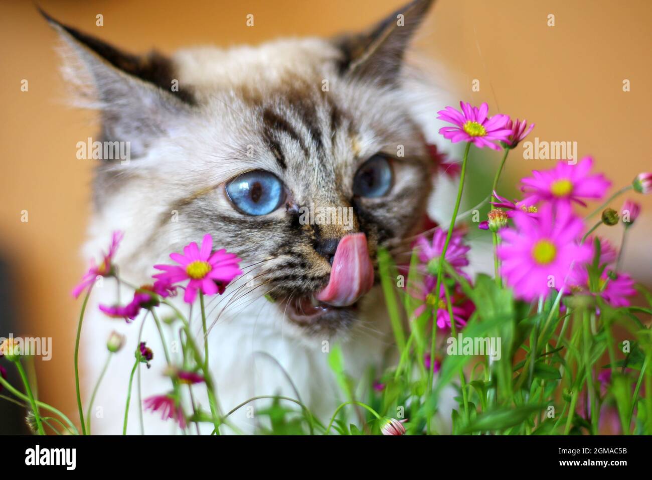 Sweet Kiity Cat Sacred Birman Stock Photo - Alamy