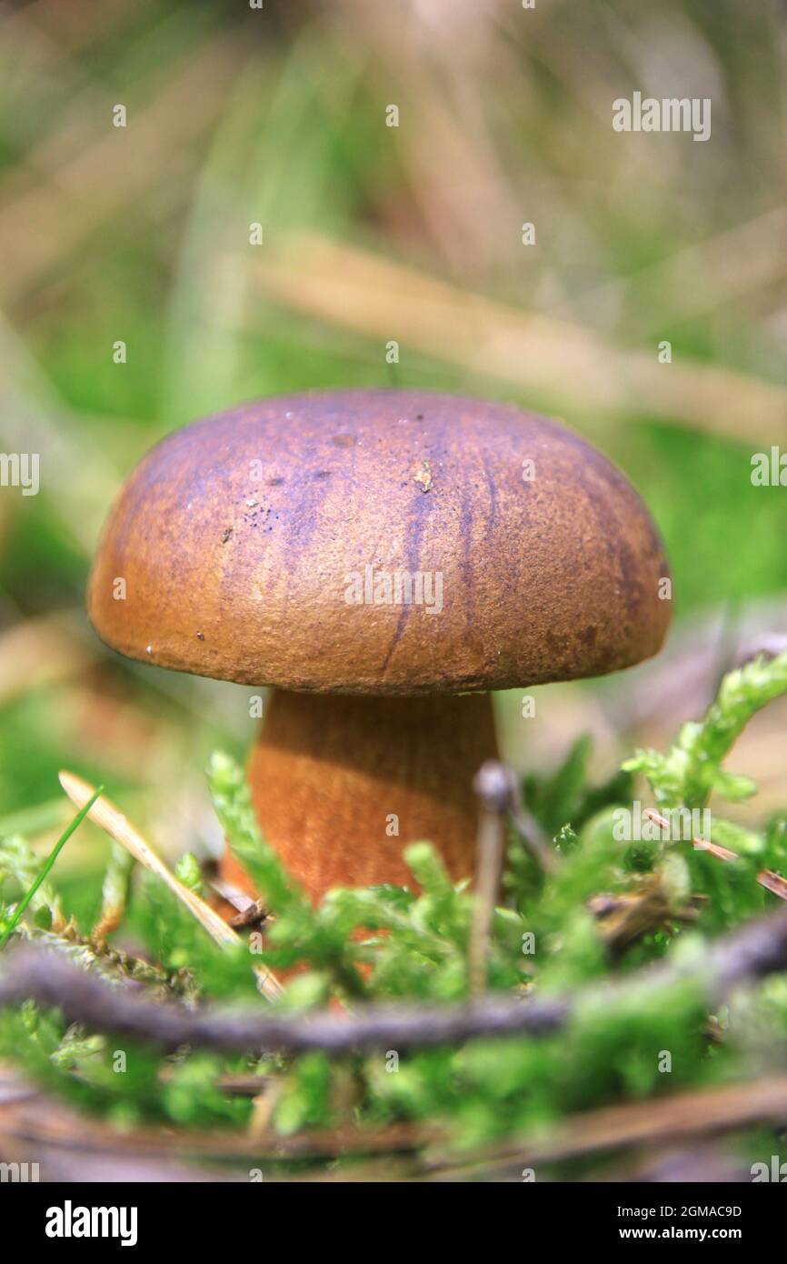 Golden mushrooms hi-res stock photography and images - Alamy