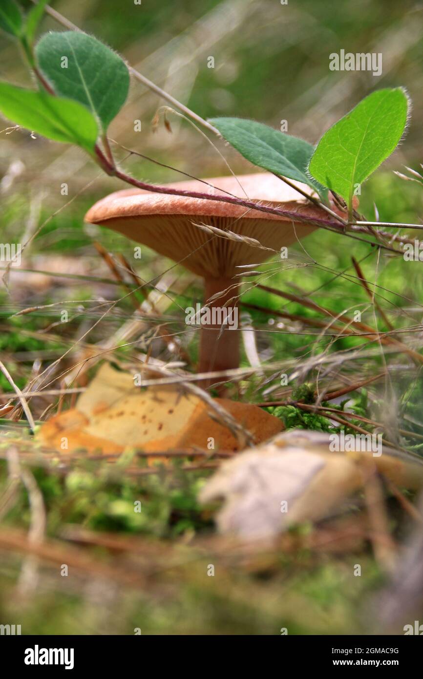 Mushroom in Wildlife Forest Stock Photo - Alamy