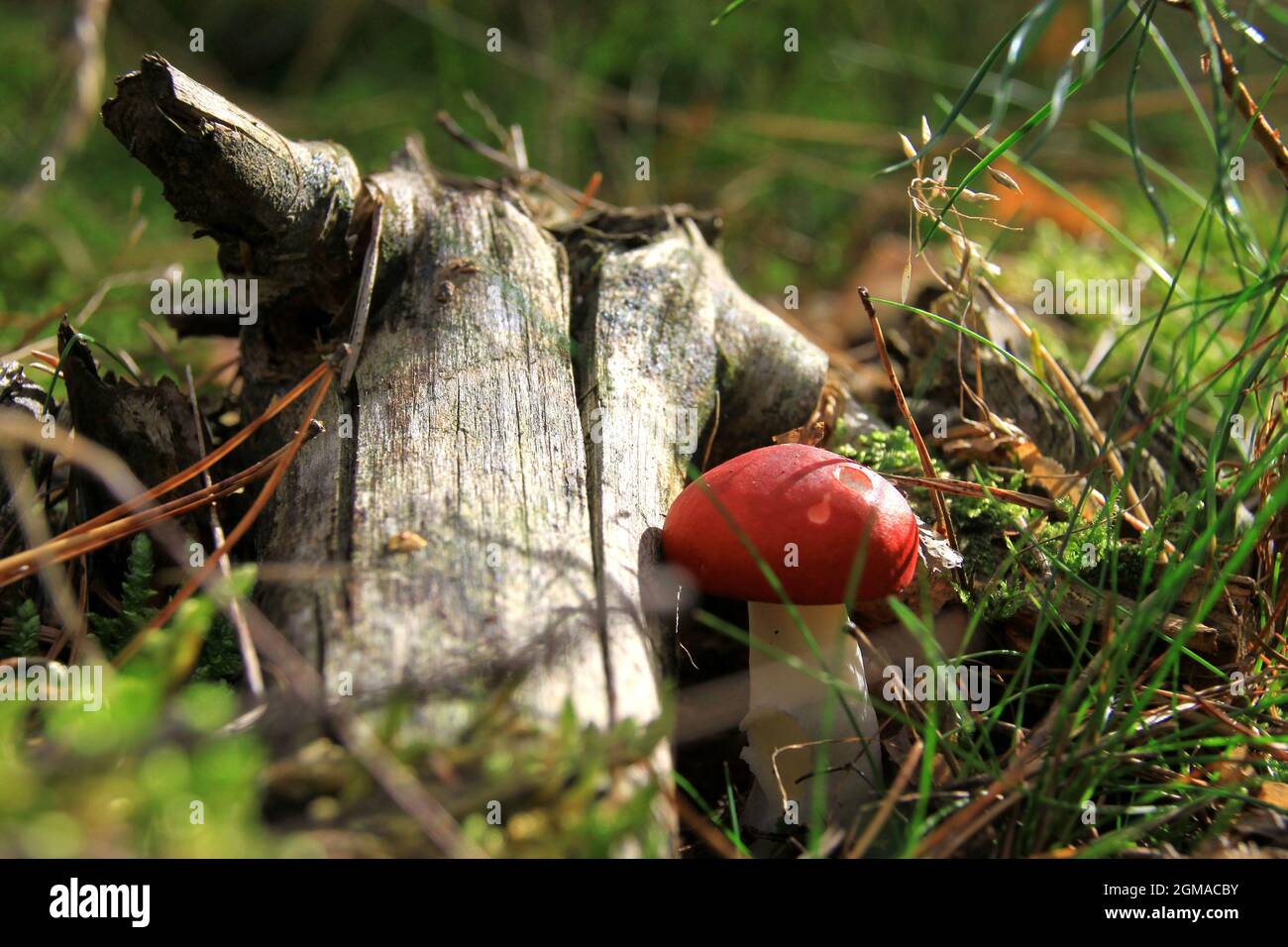 Mushroom in Wildlife Forest Stock Photo - Alamy