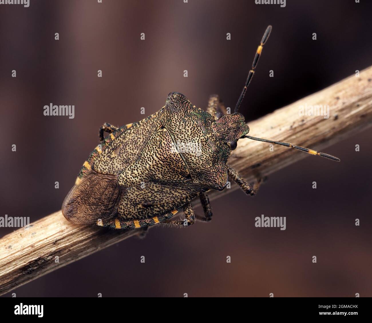 Bronze Shieldbug (Troilus luridus) at rest on twig. Tipperary, Ireland ...