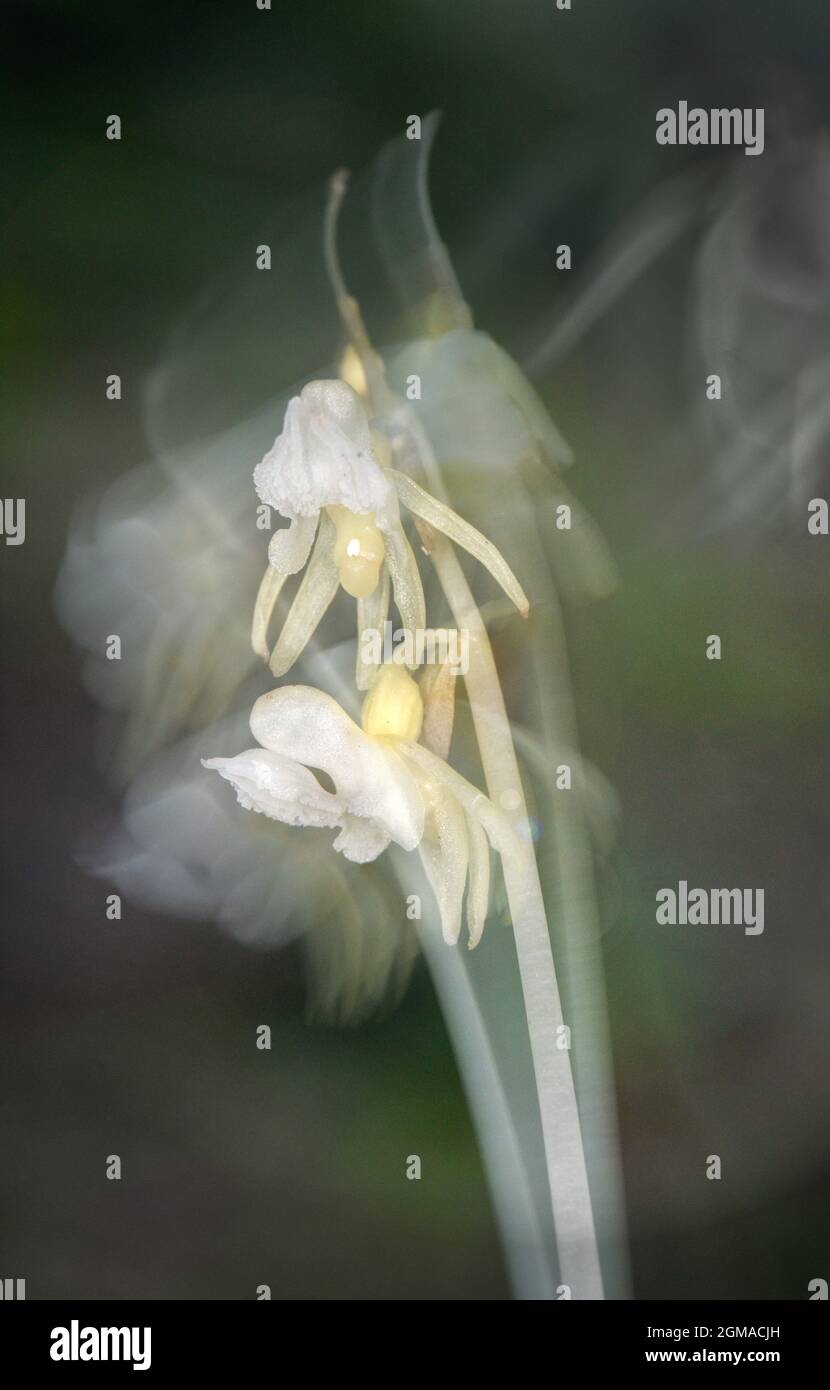 Ghost Orchid Wallpaper