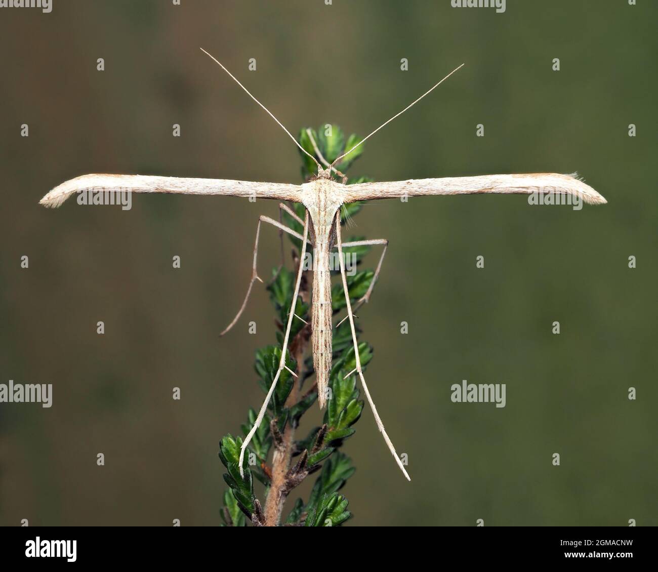 Common Plume moth (Emmelina monodactyla) perched on heather. Tipperary ...