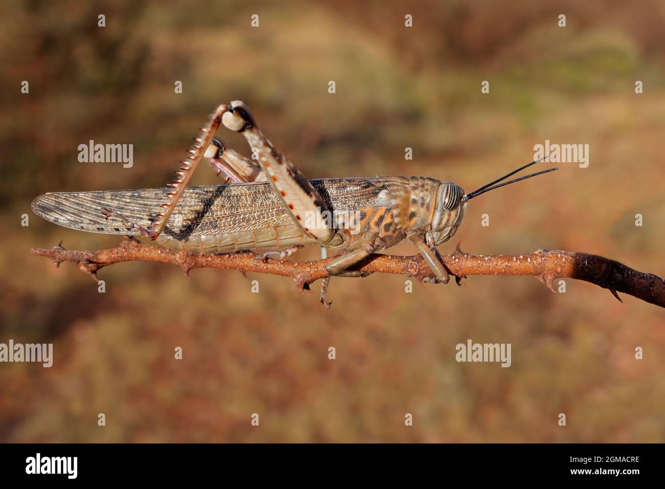A brown locusts (Locustana pardalina) sitting on a branch, South Africa ...