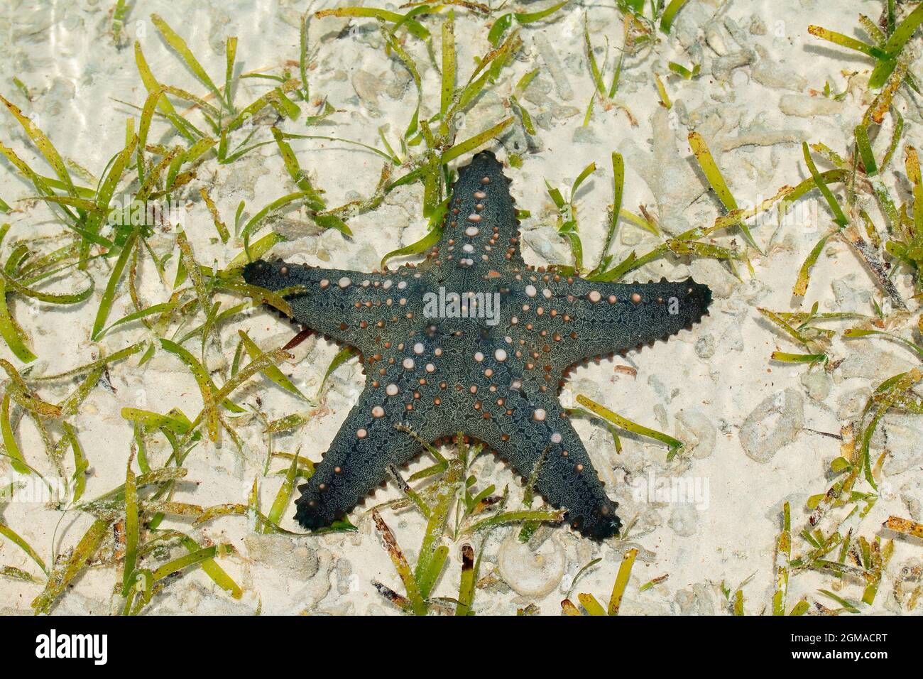 Star and green hi-res stock photography and images - Alamy