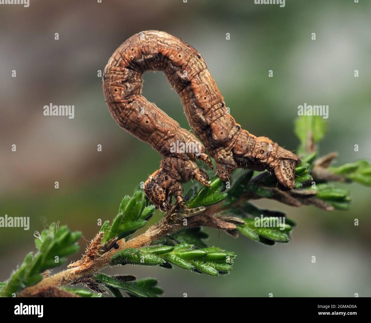Mottled beauty moth caterpillar hi-res stock photography and images - Alamy