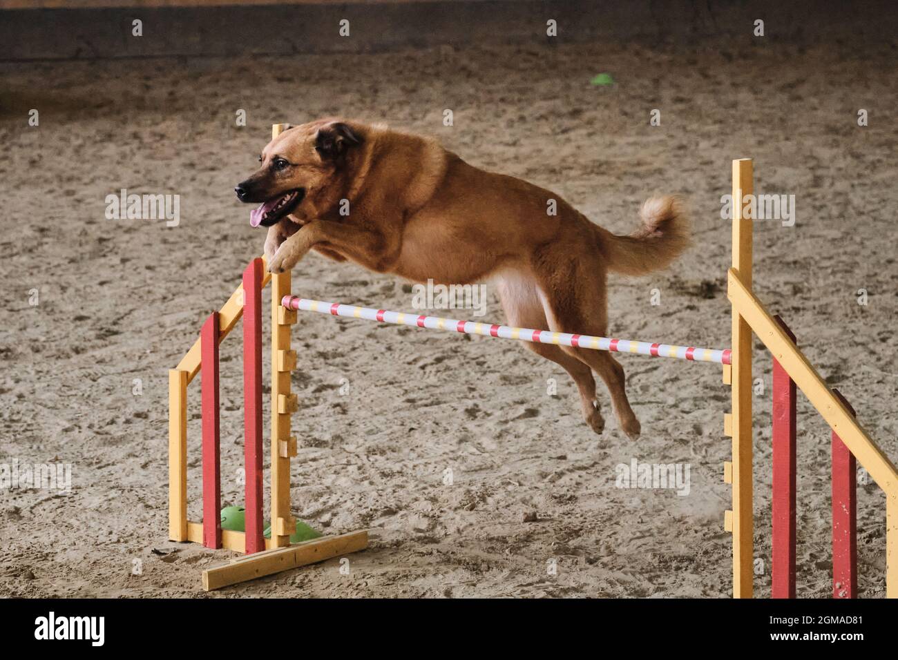 How High Can A Large Dog Jump