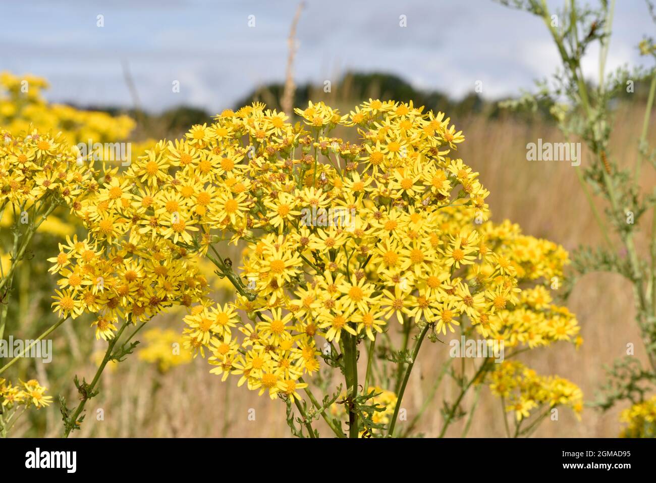 Hoary Ragwort - Senecio erucifolius Stock Photo - Alamy