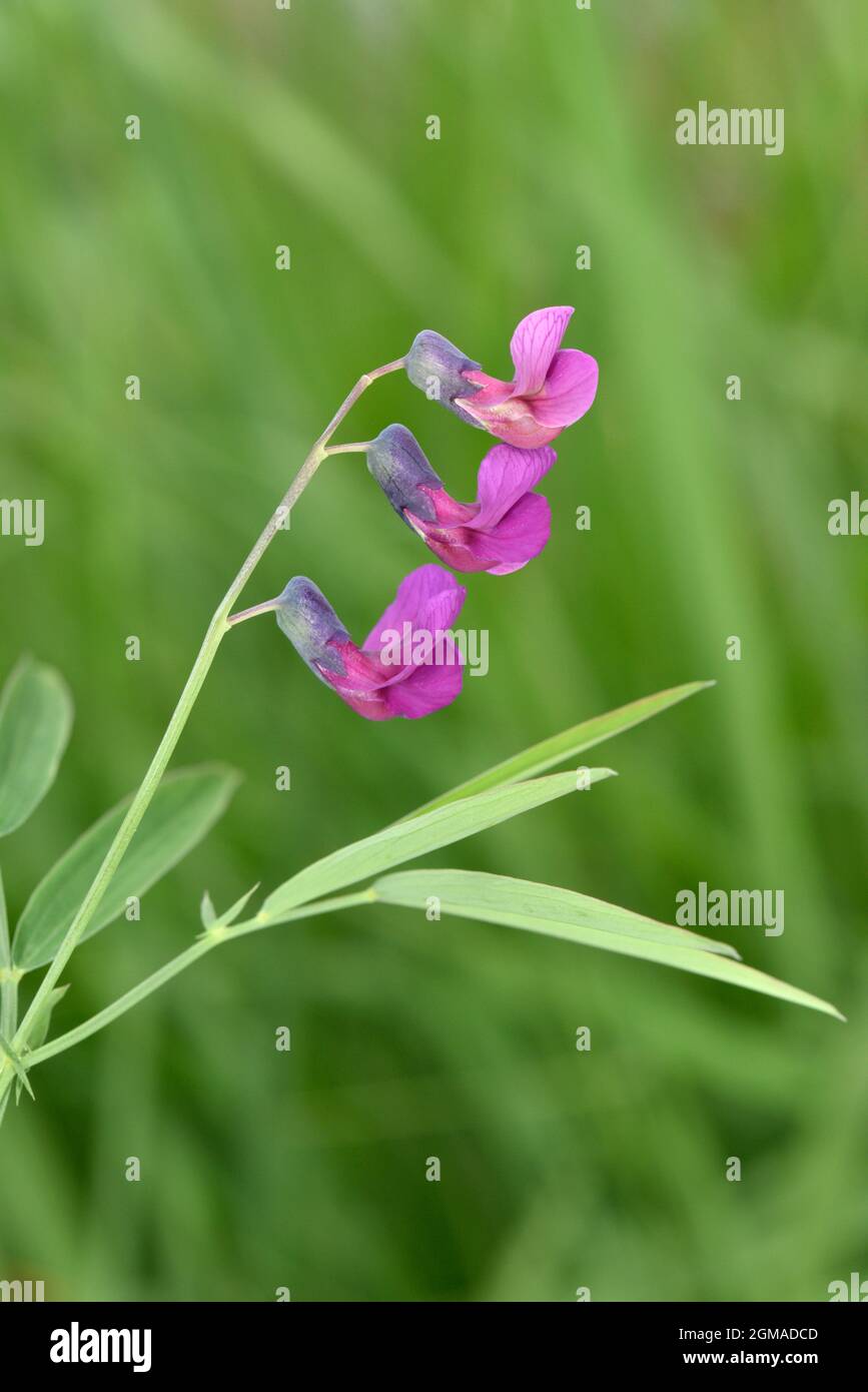 Linarifolius hi-res stock photography and images - Alamy