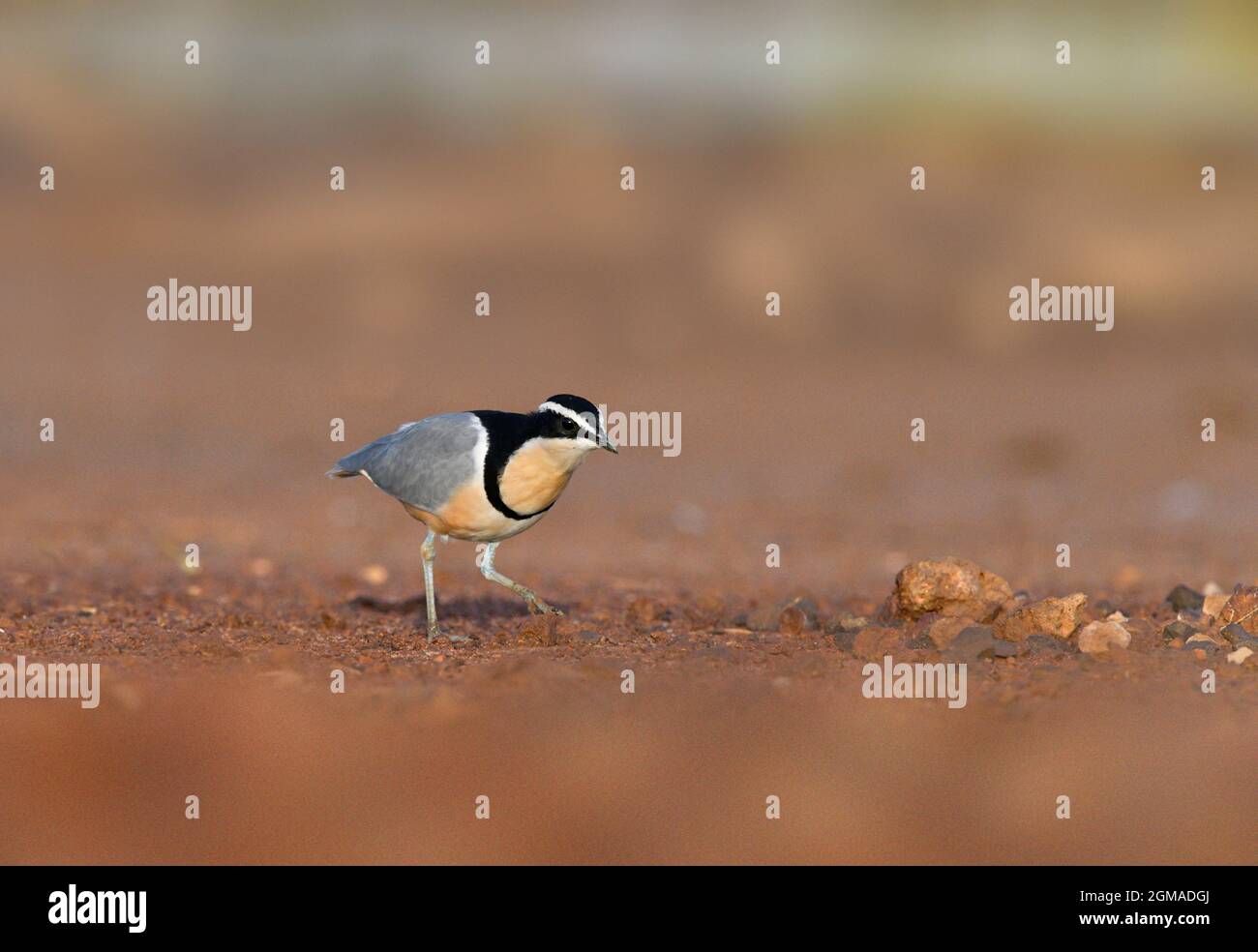 Egyptian Plover - Pluvianus aegyptius Stock Photo - Alamy