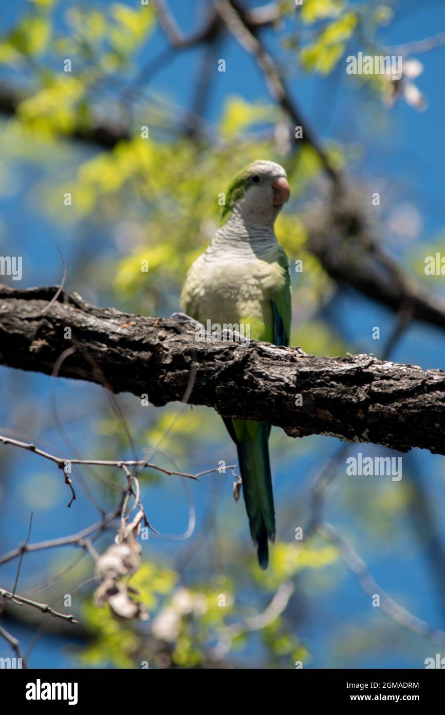 small green parrot on a tree Stock Photo - Alamy